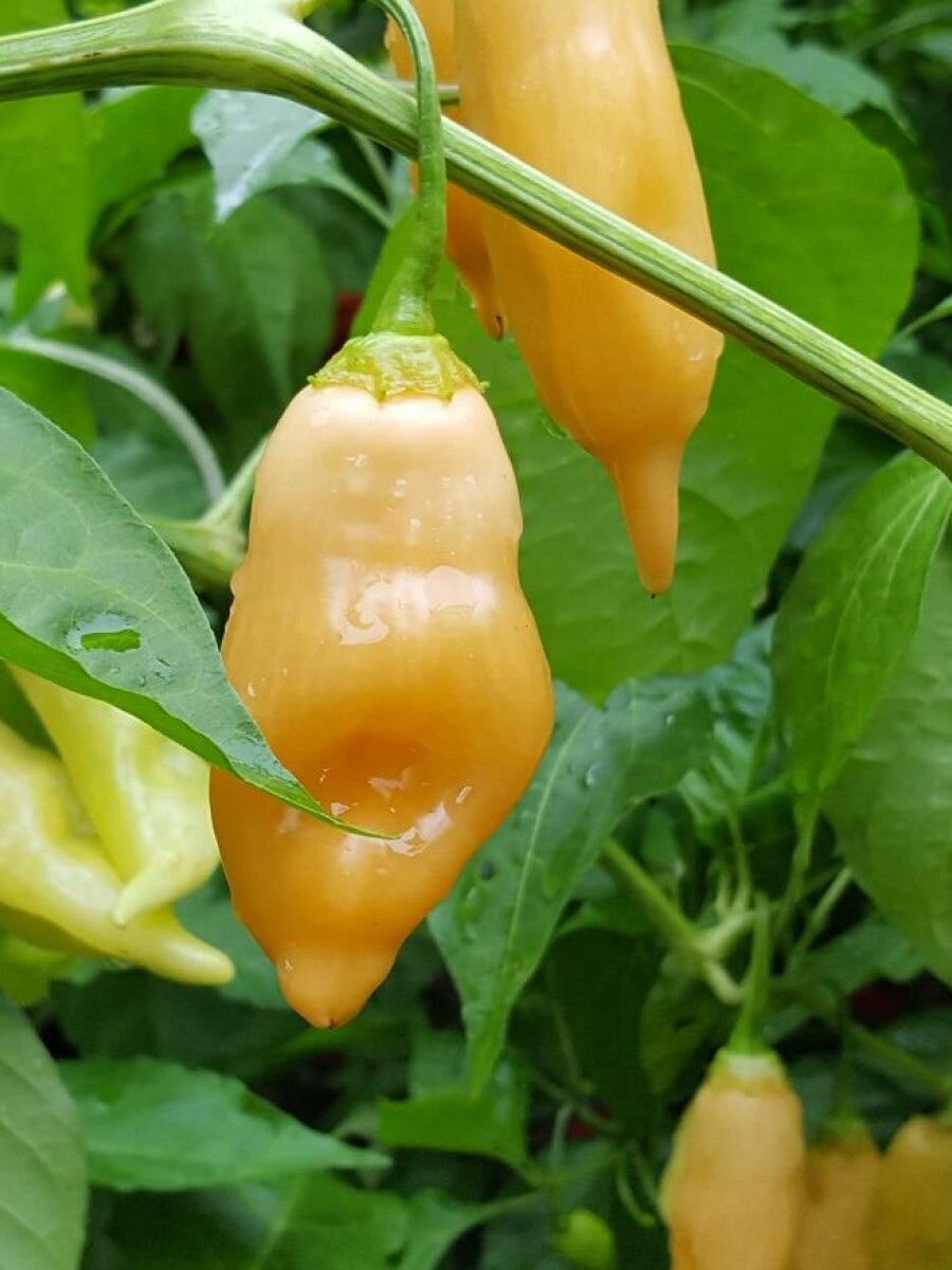 Острый перец sugar rush персиковый семена 5 штук