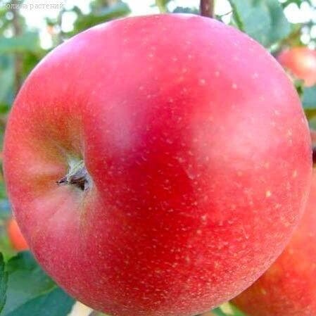 Яблоня Лигол/Зимняя (1 саженец), Россия