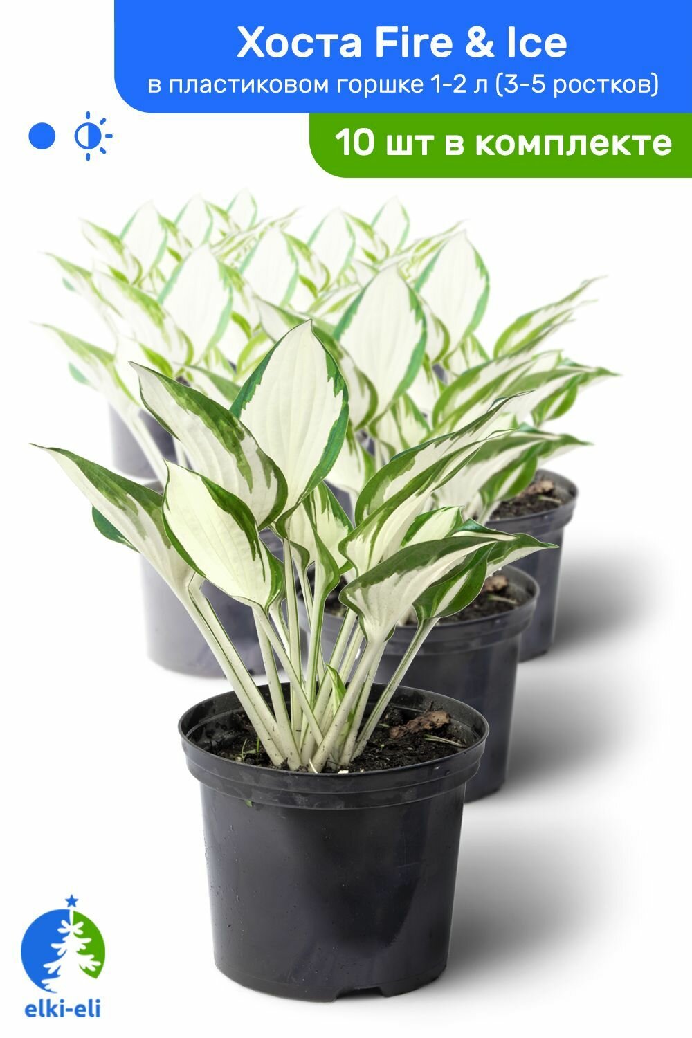 Хоста Fire & Ice (Файр энд Айс) в пластиковом горшке 1-2 л, травянистый многолетник, саженец, комплект из 10 шт
