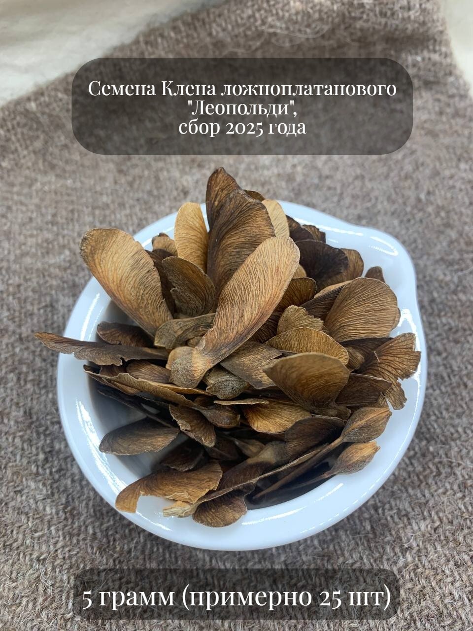 Семена Клена ложноплатанового "Леопольди" пестролистного медонос, 5 грамм (примерно 25 шт)