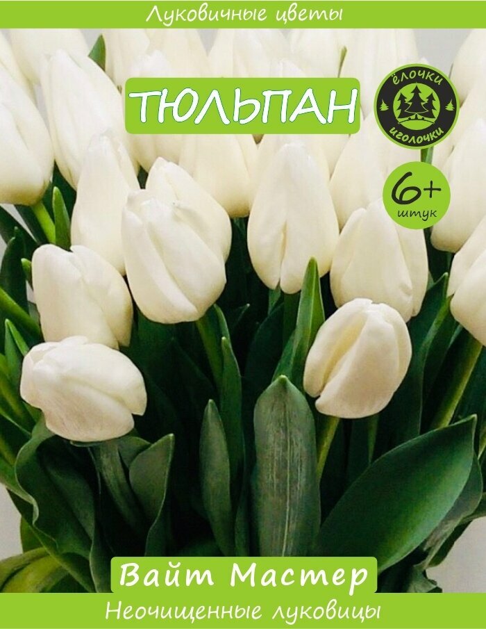 Тюльпан Луковица Вайт Мастер 6+ шт (Ёлочки иголочки)
