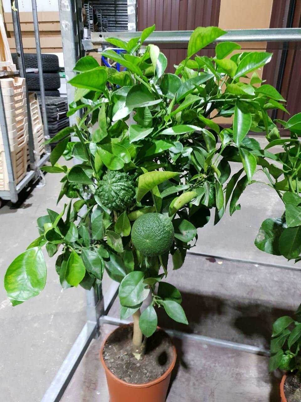 Апельсин Каналикулата - Citrus sinensis canaliculata D22 H90