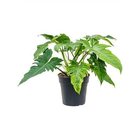 Филодендрон Драгон Вариегата - Philodendron Dragon Variegata D24 H50