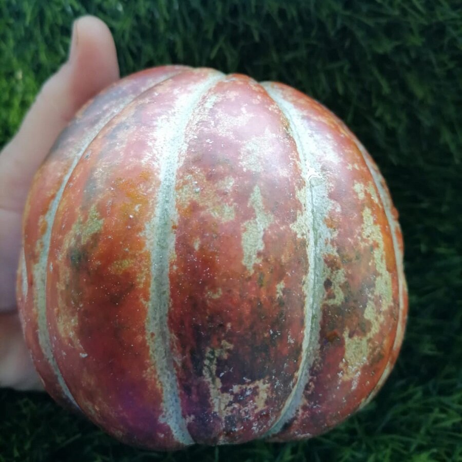 Семена Орешка Дыня Сакызлы 5 ШТ