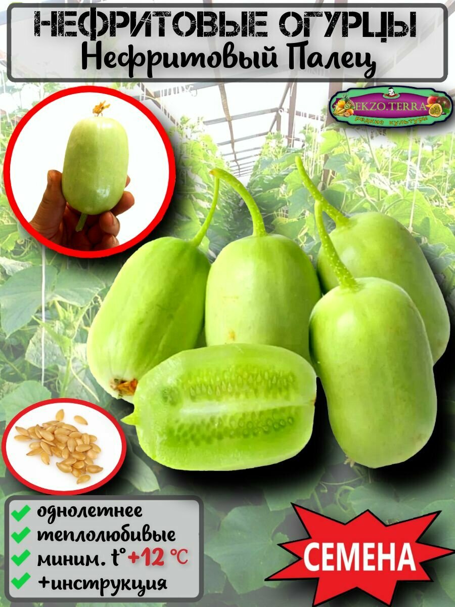 Семена Огурец Нефритовая Девочка 5 шт.