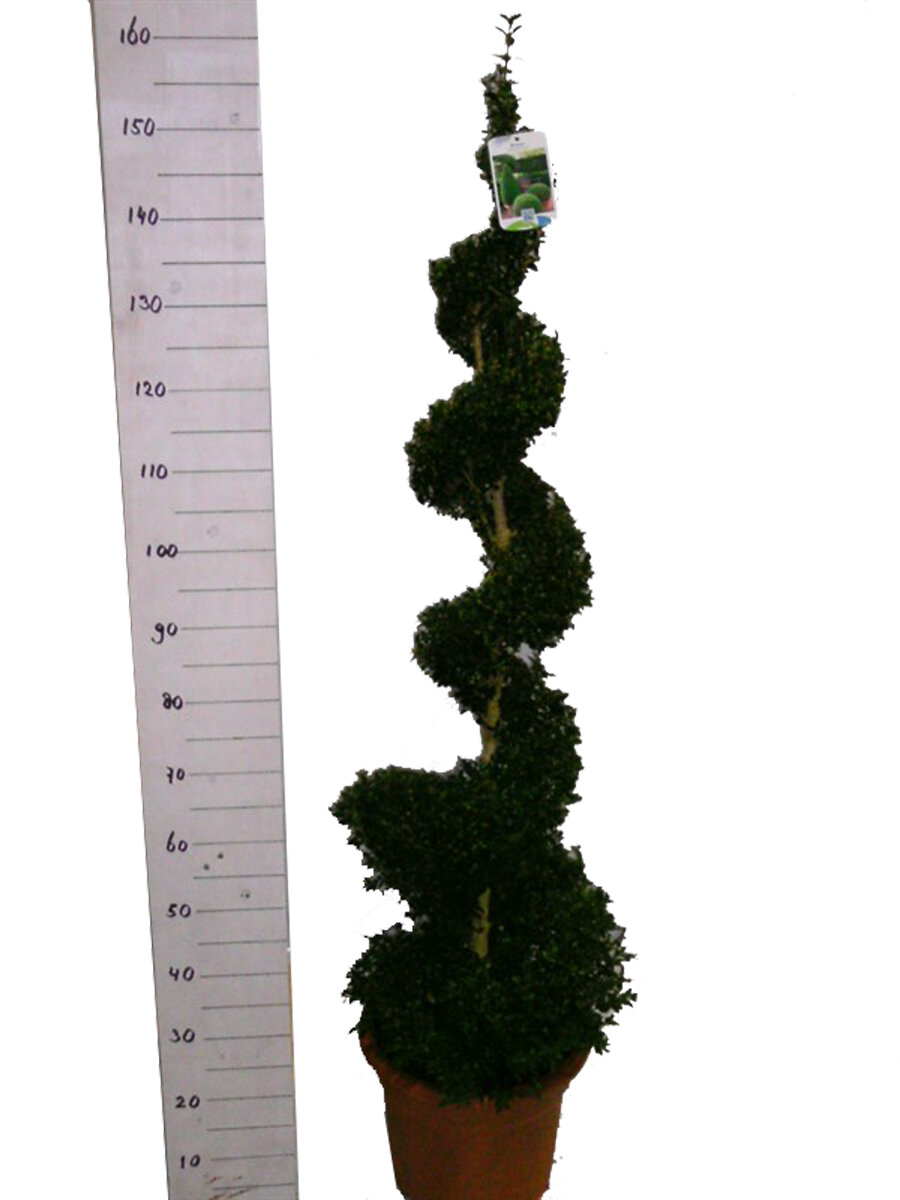 Самшит вечнозеленый (Буксус) - Buxus D35 H160