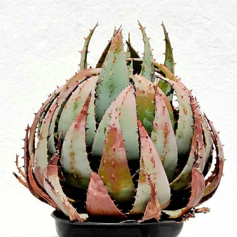 Алоэ Пеглера, Алое Peglerae, семена