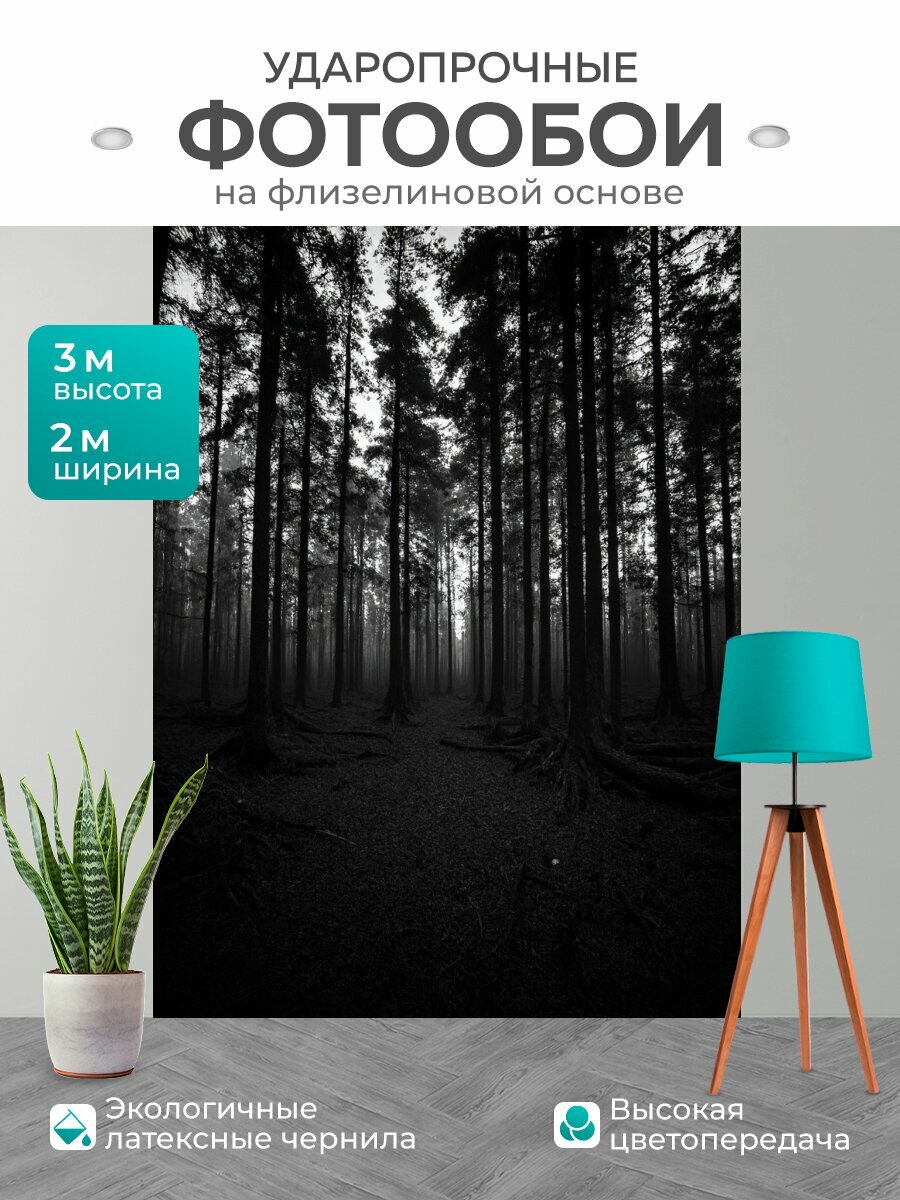 Фотообои моющиеся ударопрочные "Черный лес, темные оттенки, загадочная атмосфера" 200x300 см. флизелиновые на стену