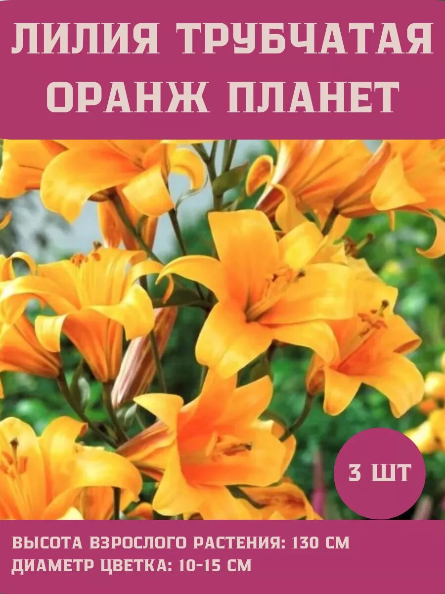 Трубчатые лилии/Луковицы лилий