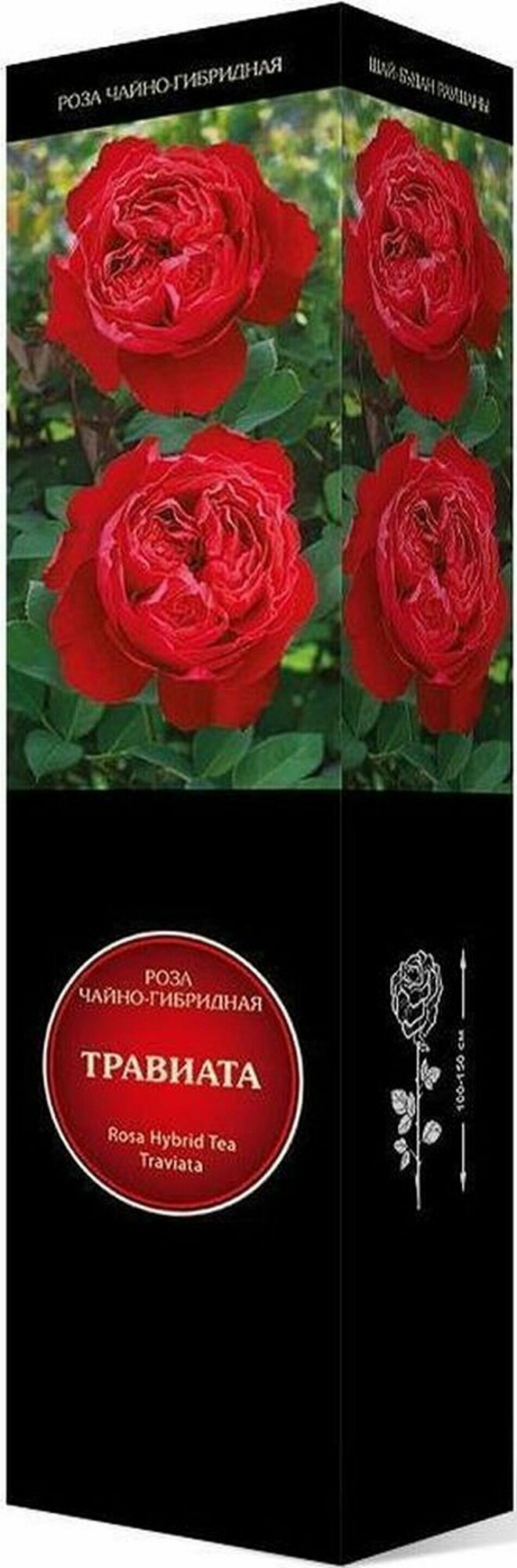 Саженец Роза Травиата C1 H37