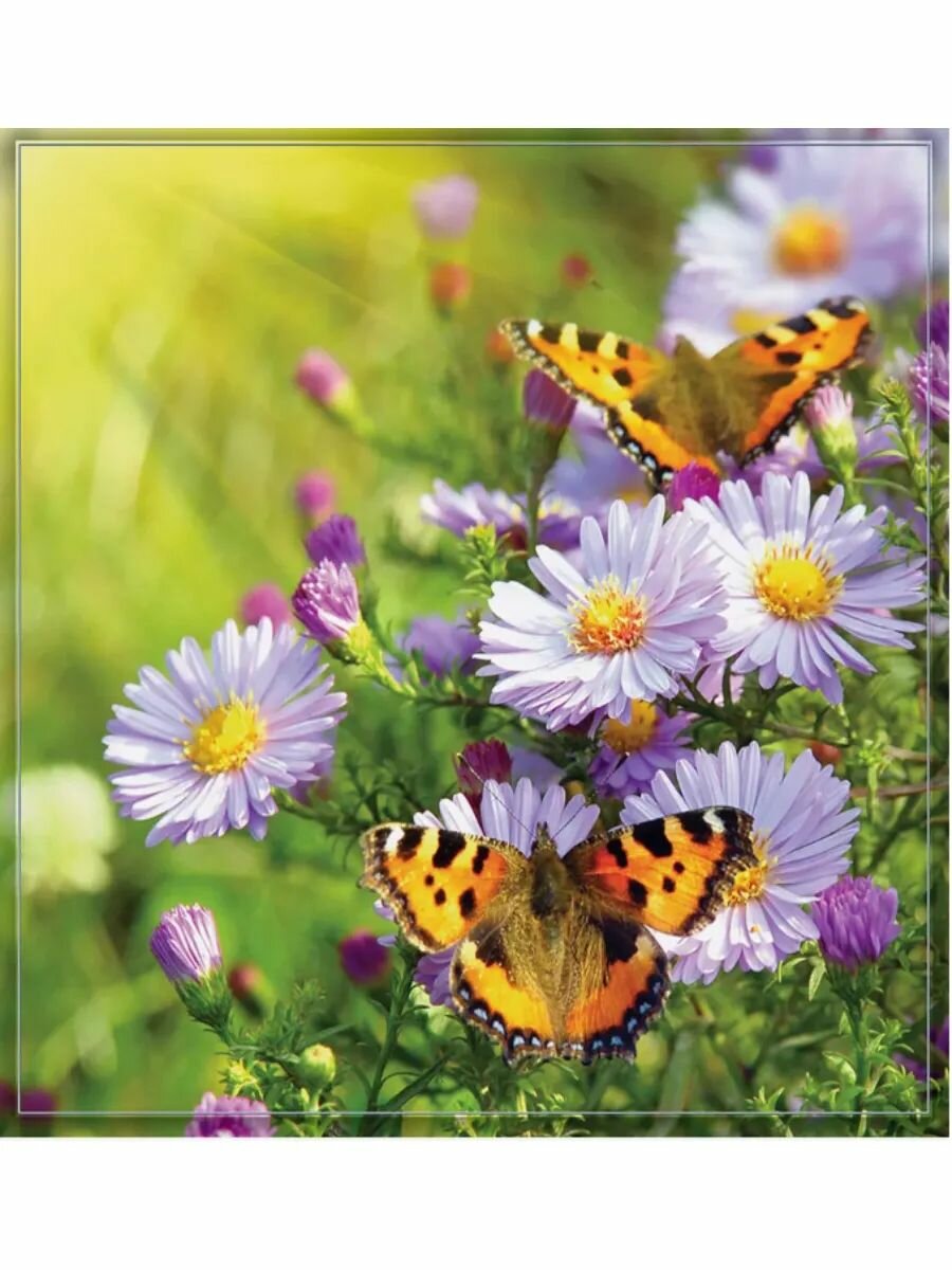 Фотообои глянцевые Бабочки 196*201
