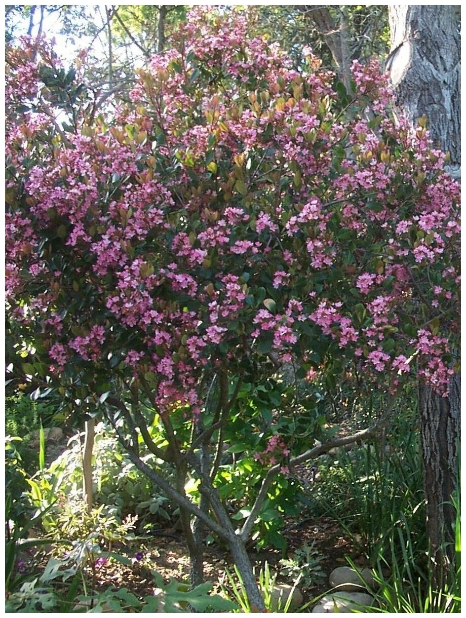 Рафиолепис Индийский семена 7 штук