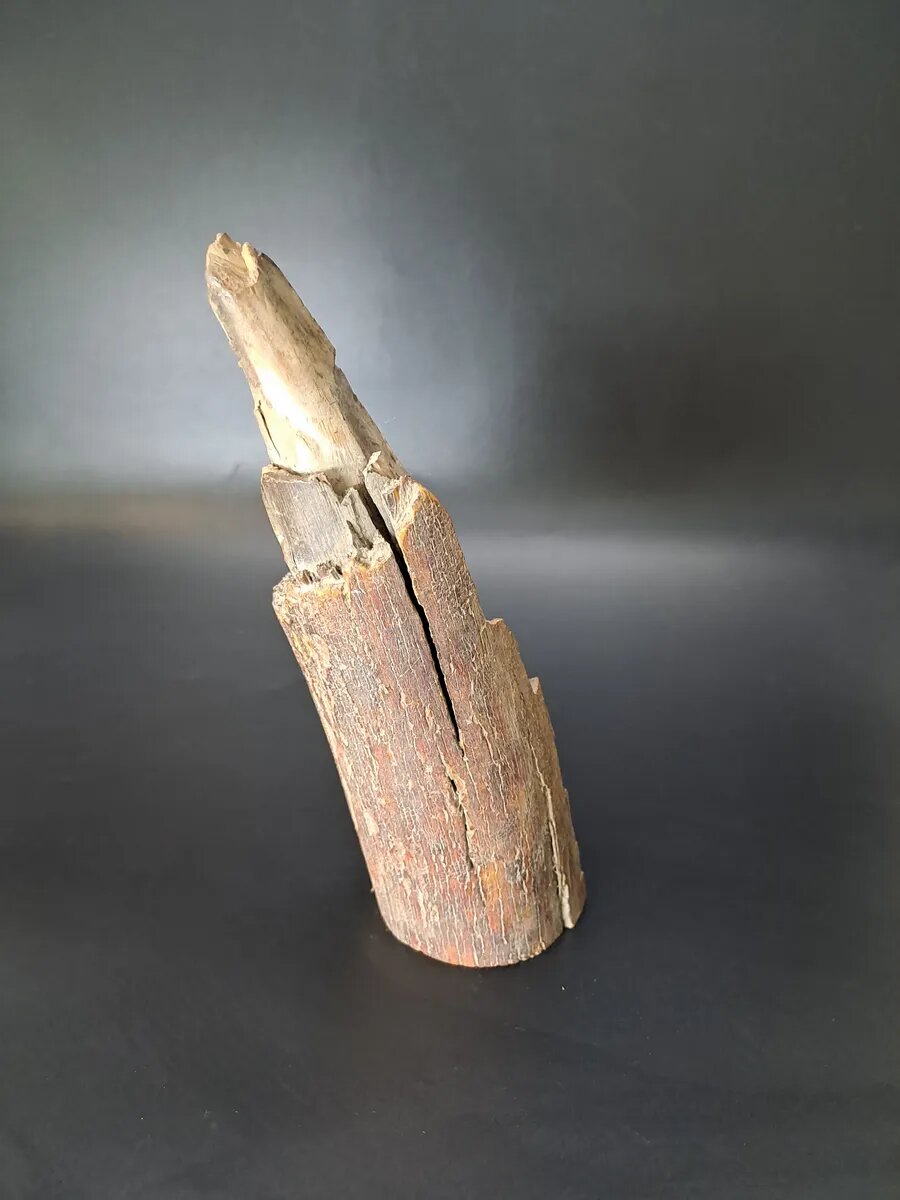 Бивень мамонта для коллекции