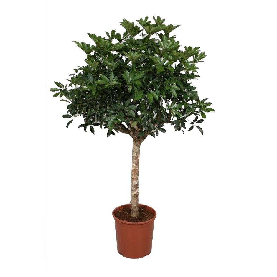 Шеффлера Компакта штамб - Schefflera D32 H160