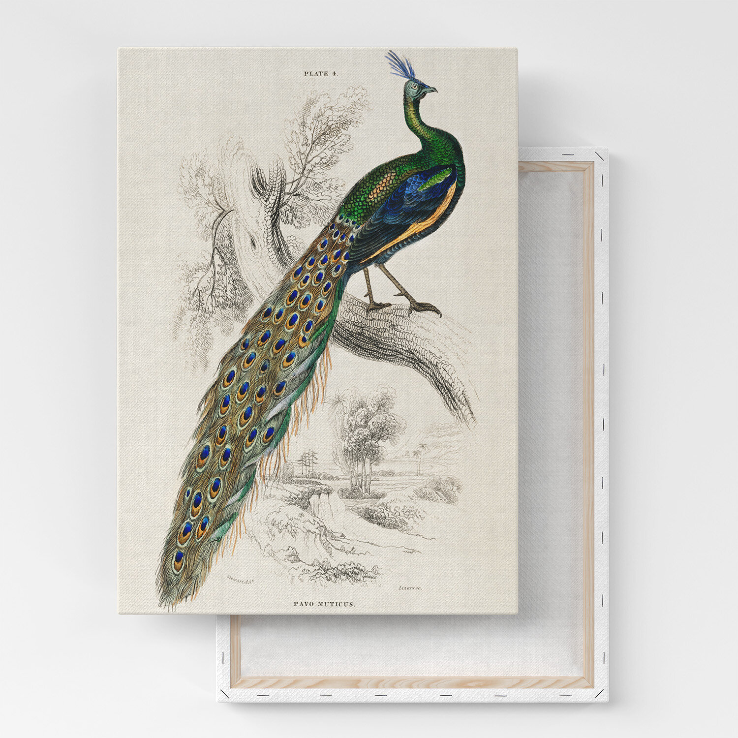 Картина на холсте, репродукция / Павлин / Размер 30 x 40 см