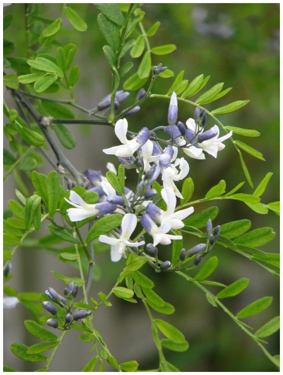 Софора давида семена 15 штук