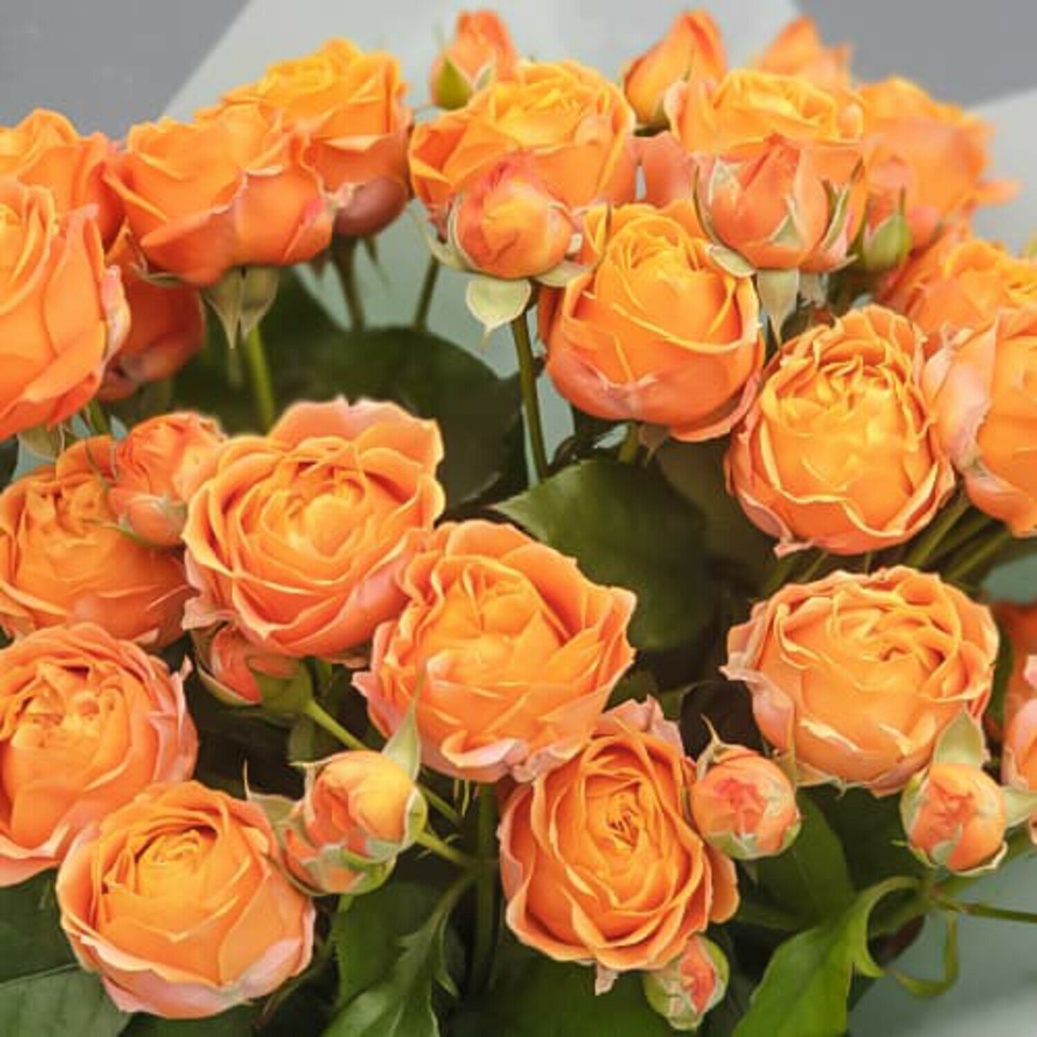 Роза спрей Корал Баблс (Coral Bubbles), 2 шт, роз, для горшков и контейнеров