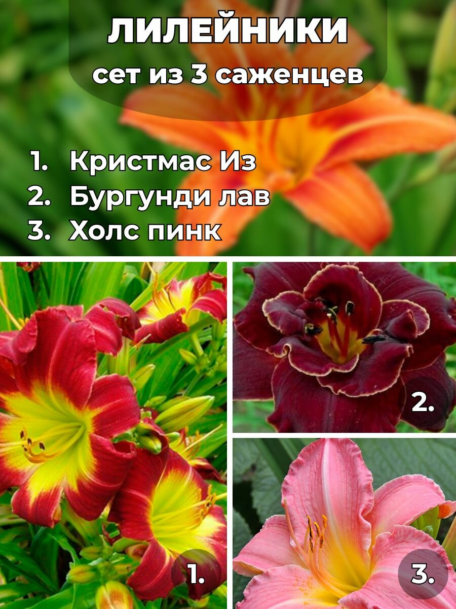Лилейник, корневища , сет из 3-х сортов