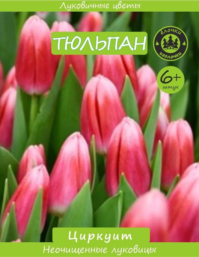 Тюльпан Луковица, Циркуит, 6+ шт (Ёлочки иголочки)