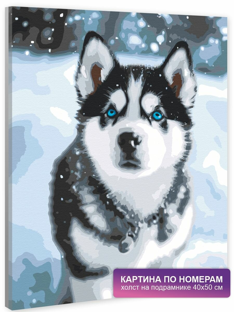 Картина по номерам на холсте с подрамником 40х50 см. Природа, животные, рыбы, птицы. Собаки, щенки. "Хаски", арт. 4963/