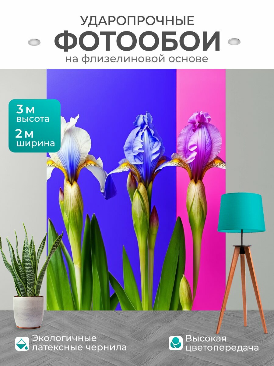 Фотообои моющиеся ударопрочные "Ирис в разных цветах: белый, синий и розовый, в абстрактном минималистском фоне" 200x300 см. флизелиновые на стену