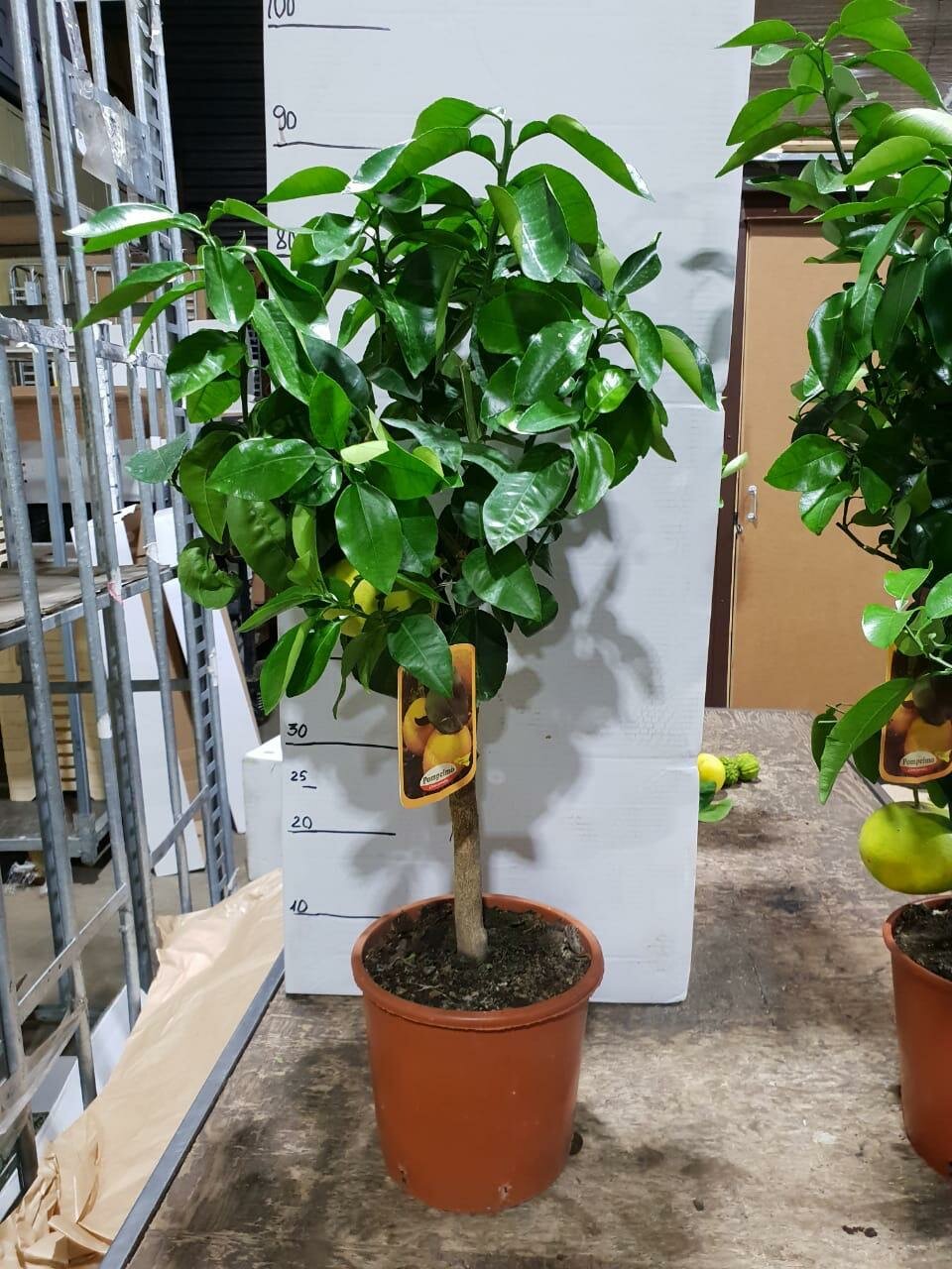 Цитрус Грейпфрут - Citrus paradisi D24 H90