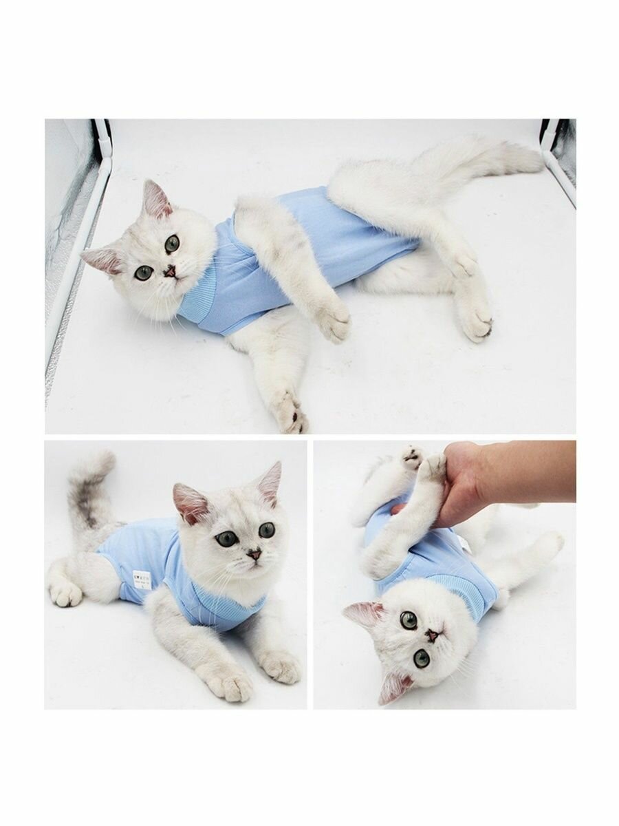 Одежда для животных