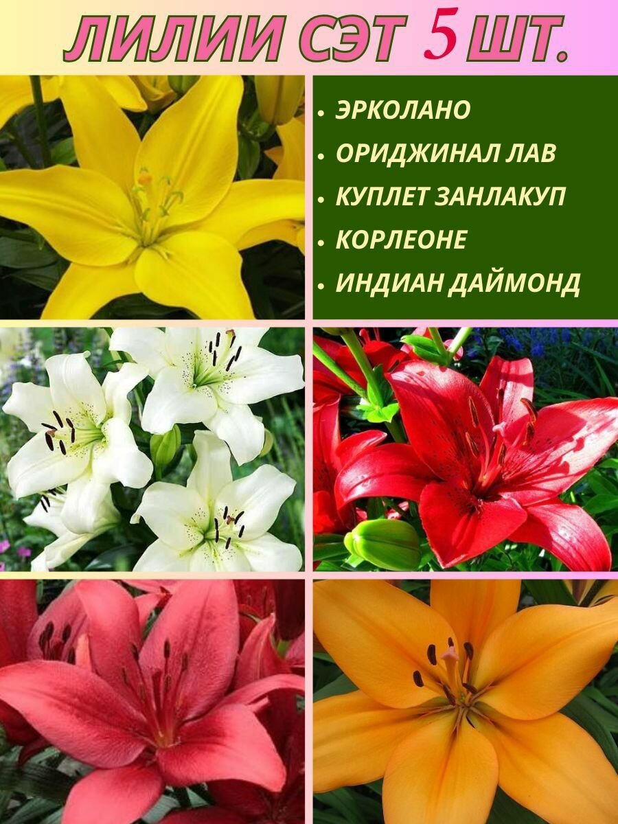 Лилии азиатские, луковицы, сет из 5 штук