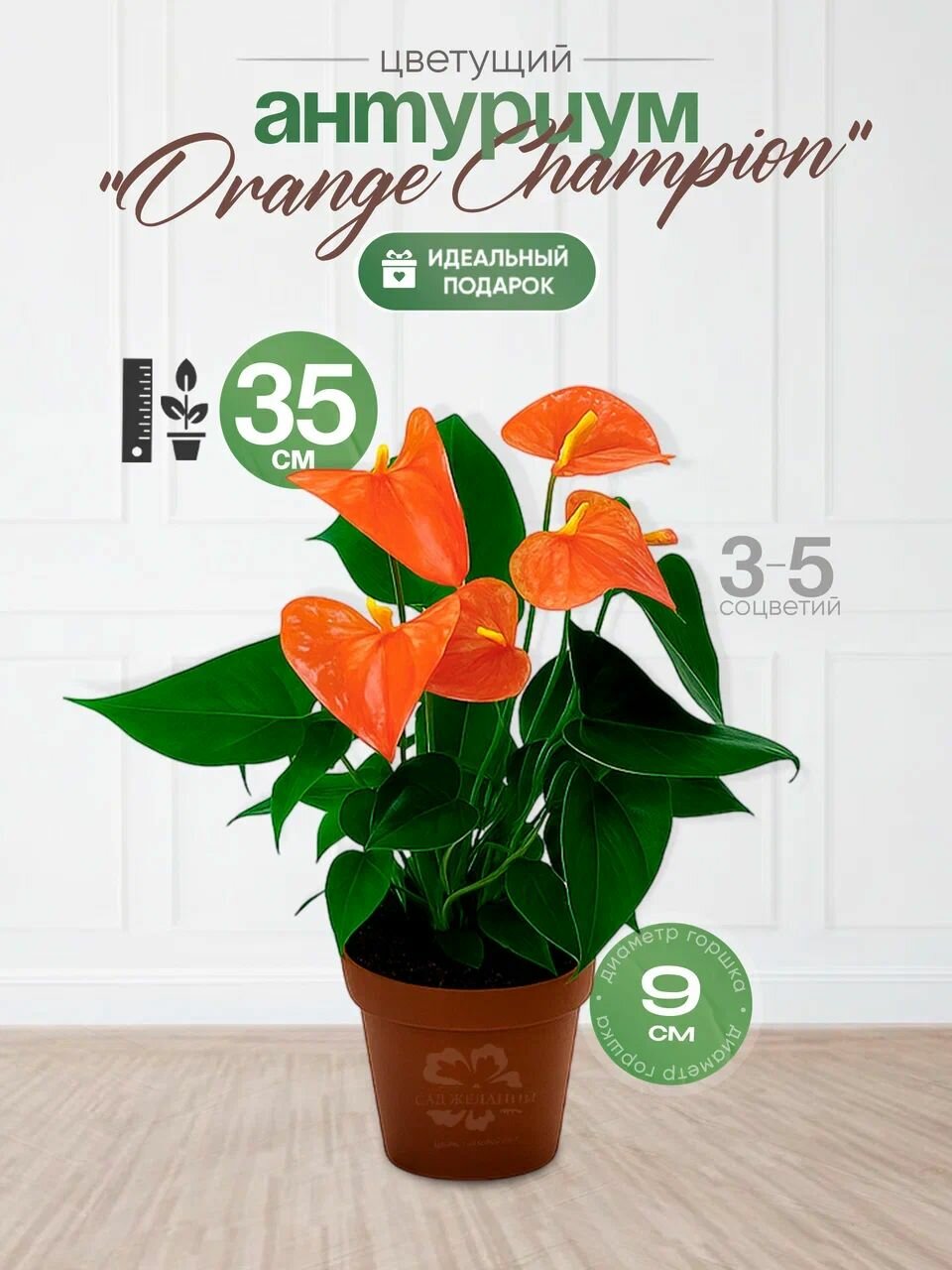 Антуриум андрианум Orange Honey 30*9