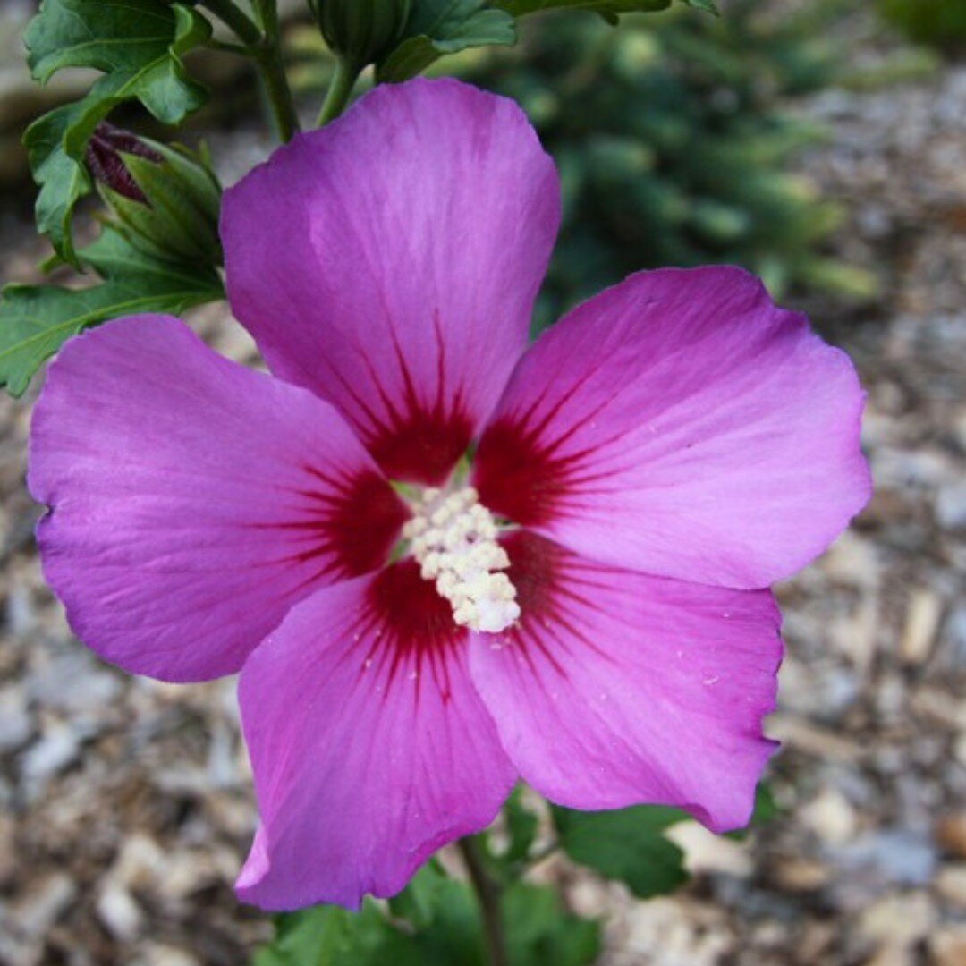 Гибискус сирийский Флору (1 саженец в горшке Р9), Нидерланды