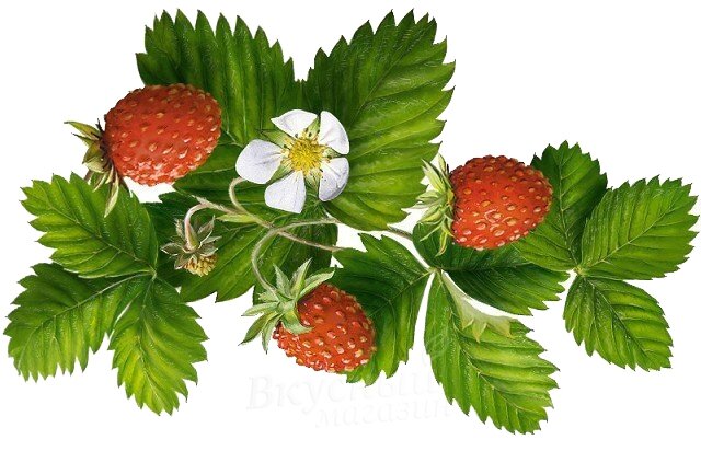 Ароматизатор жидкий Земляника Baker flavors, 10 мл. (Набор из 6 шт.)