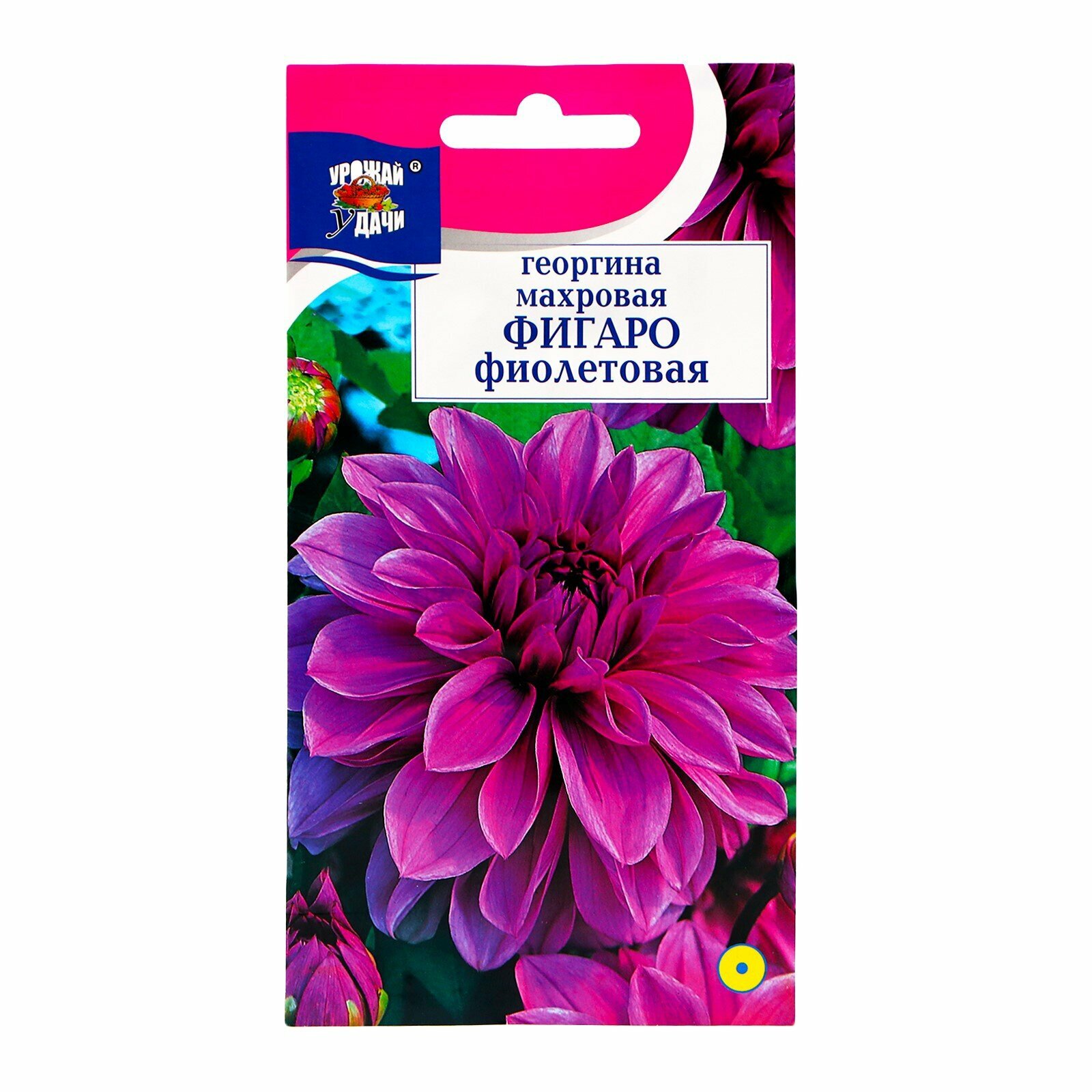 Семена цветов Георгина «Фигаро», фиолетовая, 0.005 г