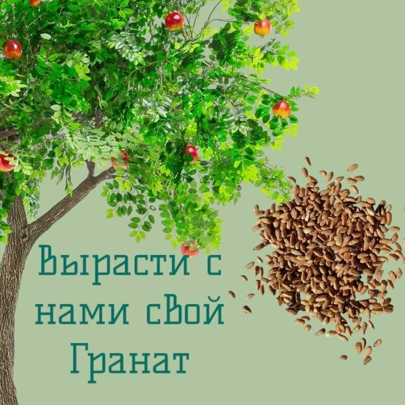Гранат комнатный семена 15 шт