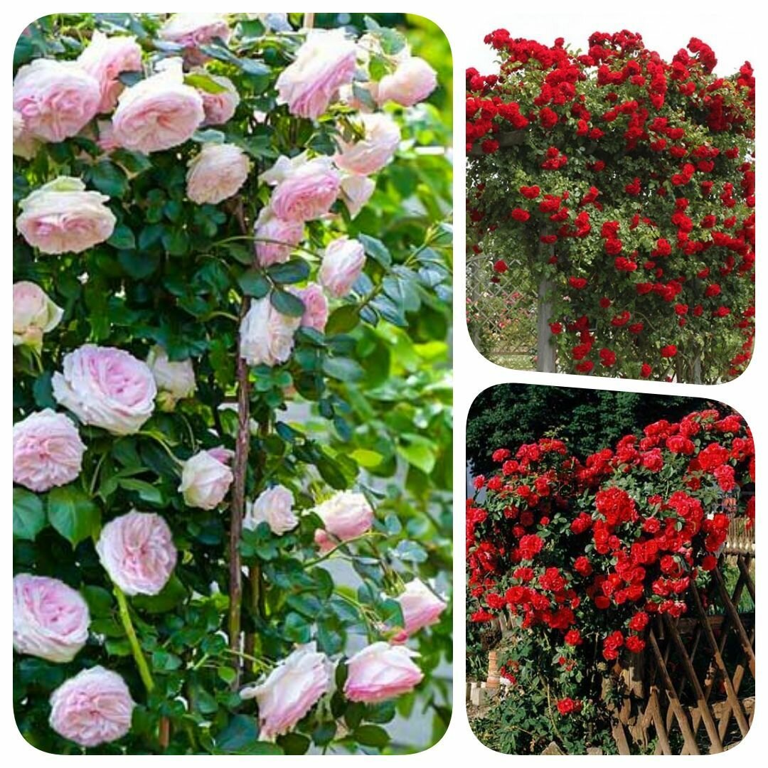 Комплект плетистых роз Пьер Де 3 шт