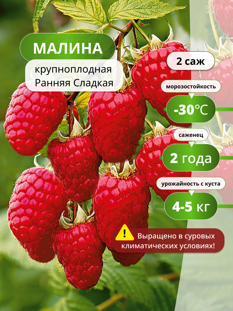 Малина крупноплодная Ранняя Сладкая 2 шт / морозостойкий сорт