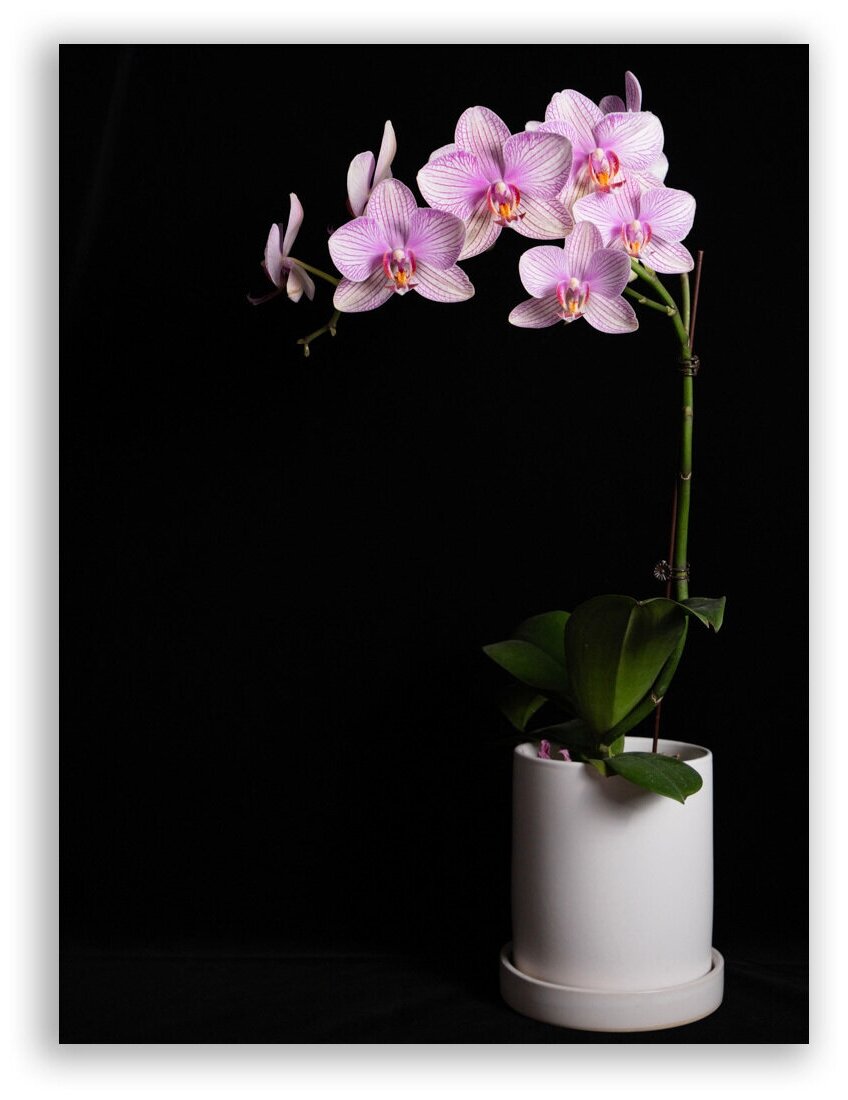 Постер цветы на бумаге / Orchid / Орхидеи