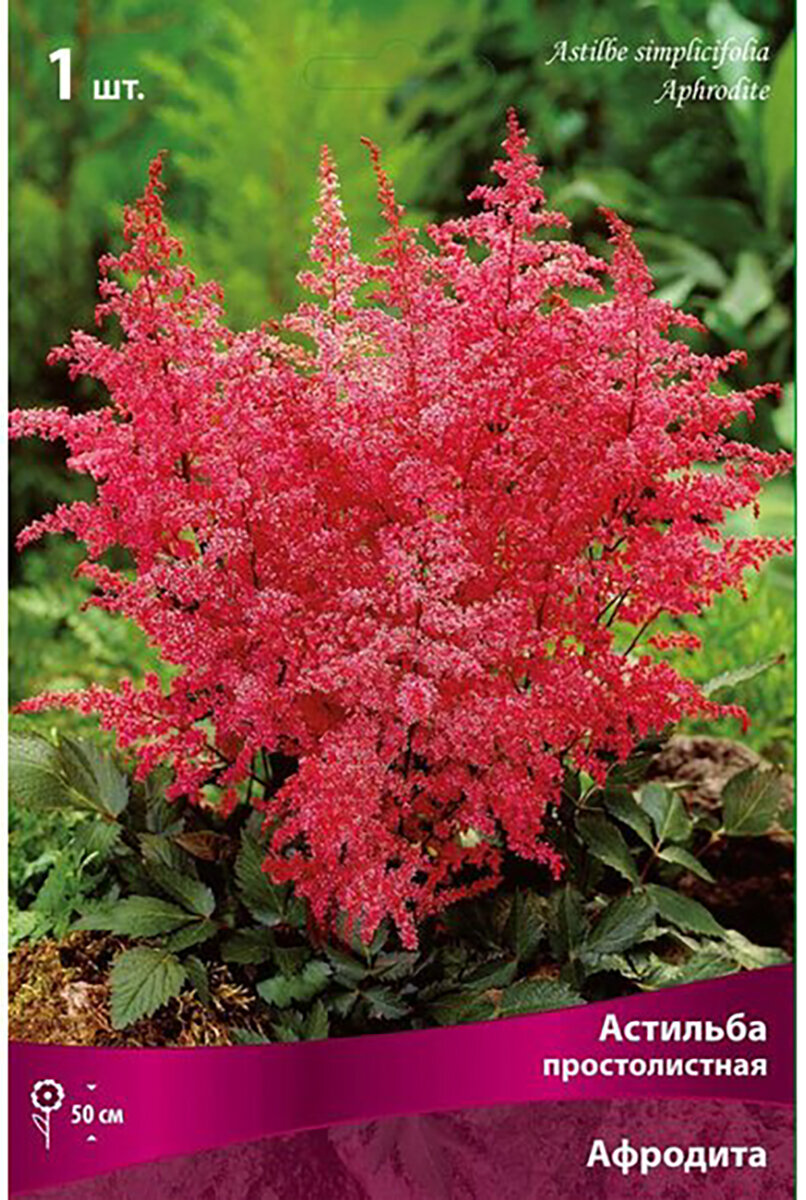 Луковица Астильбы поиск Афродита