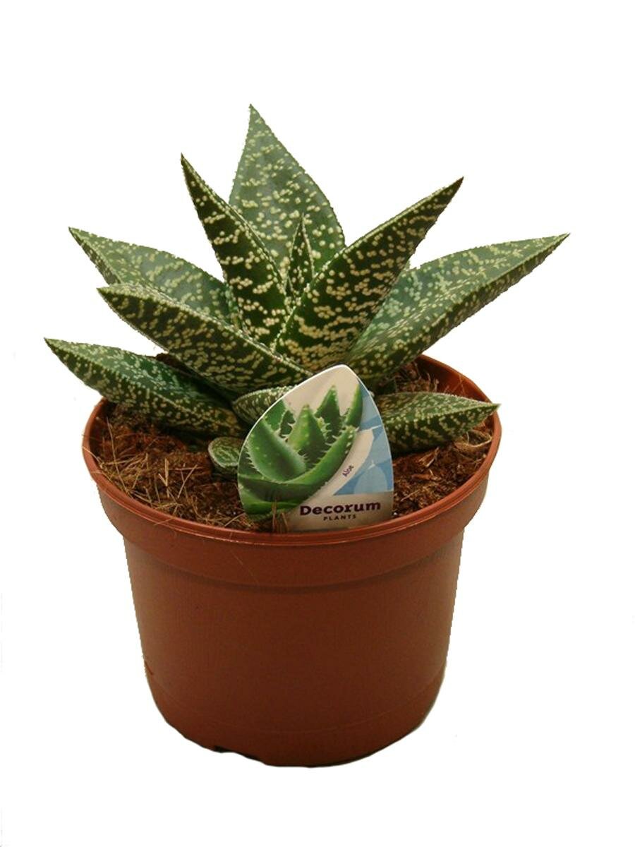 Алоэ - Aloe D14 H25