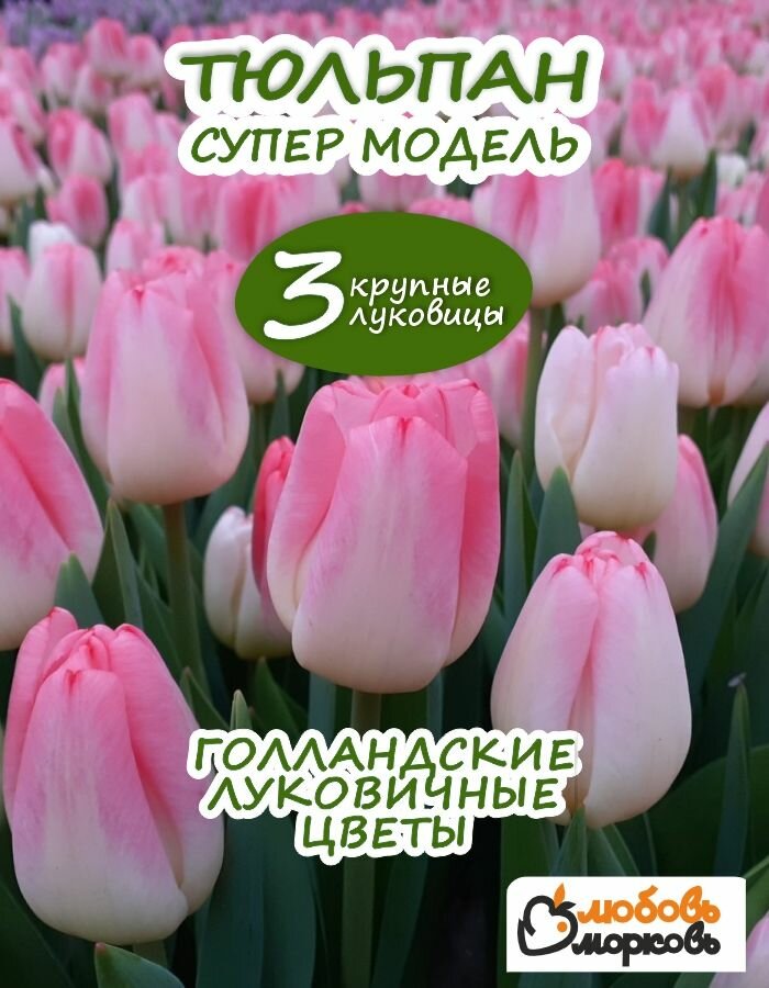 Тюльпан Луковица, Супермодель, 3 шт