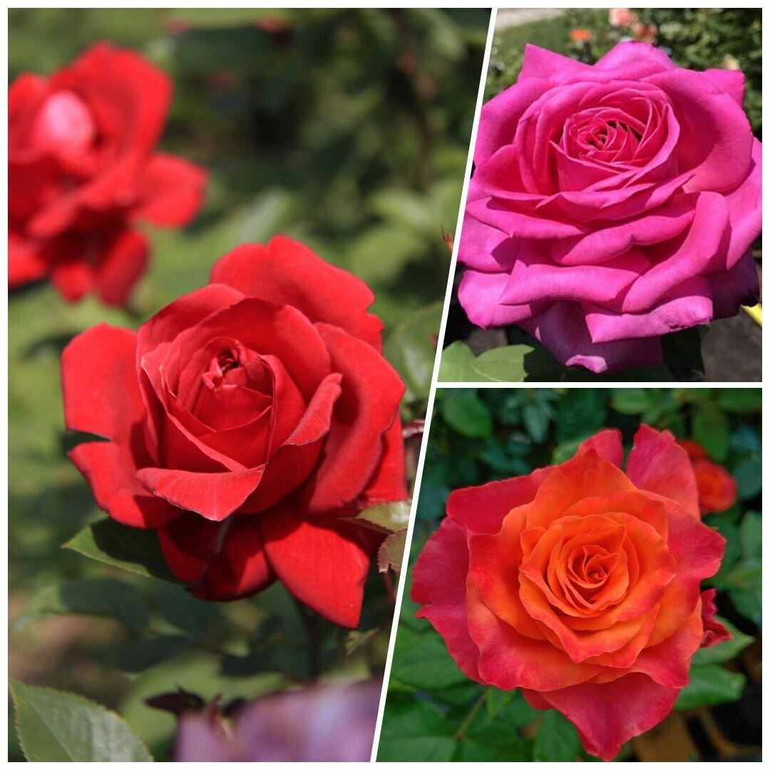 Комплект чайно-гибридных роз Утро 3 шт