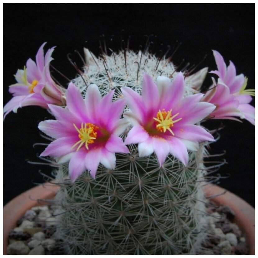 Семена Орешка Суккулент Кактус Mammillaria grahamii f. oliviae SB-371 10 ШТ