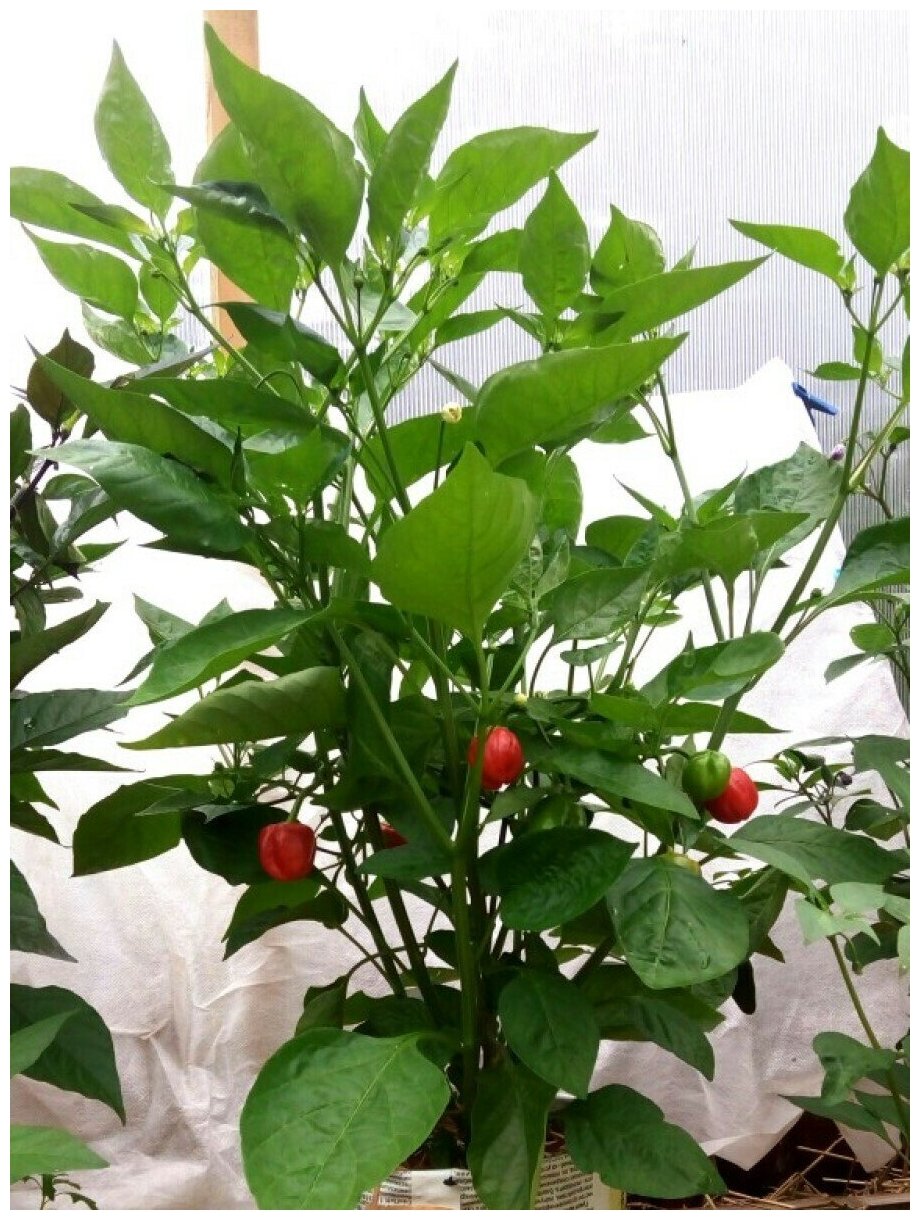 Острый перец Pi 439410 красный семена 5 штук