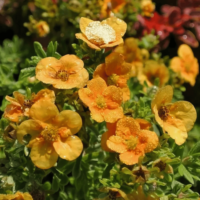 Лапчатка кустарниковая Оранж Стар (1 саженец в горшке Р9), Нидерланды