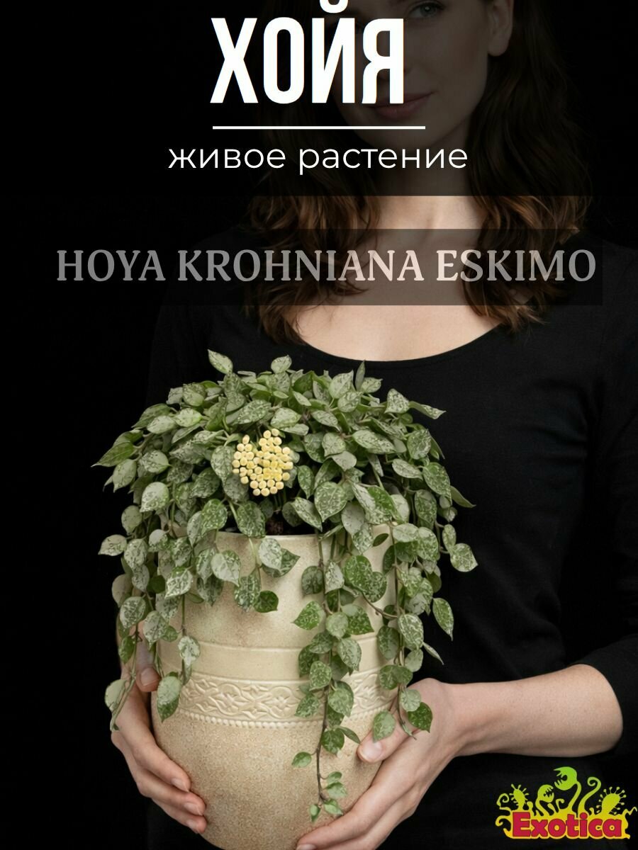 Хойя Крохниана Эскимо (Hoya Krohniana Eskimo) D6см, комнатный цветок