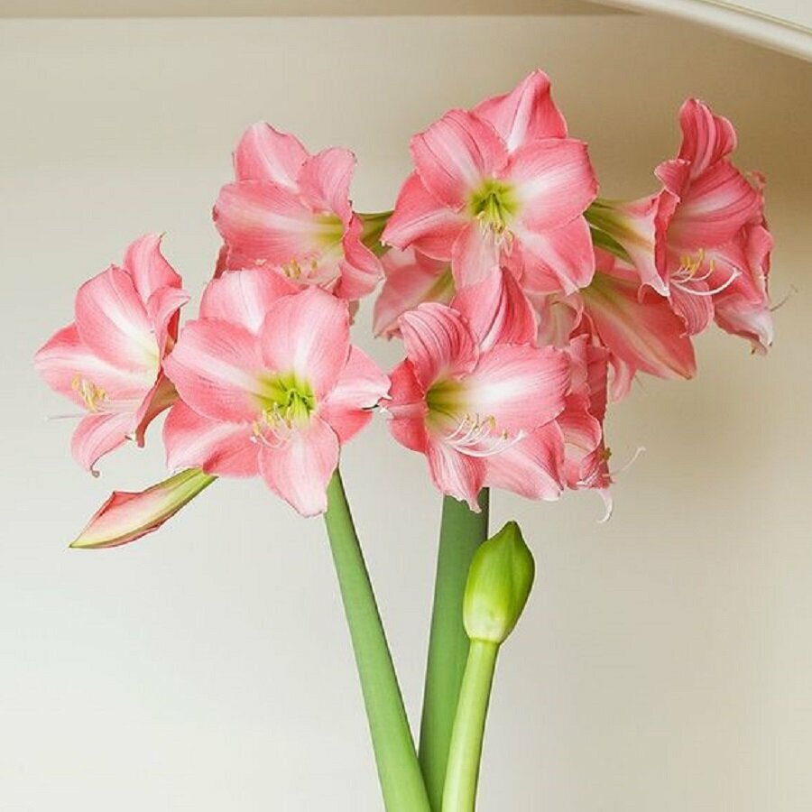 Гиппеаструм Свит Пинк, Hippeastrum Sweet pink, Сладкий розовый, семена