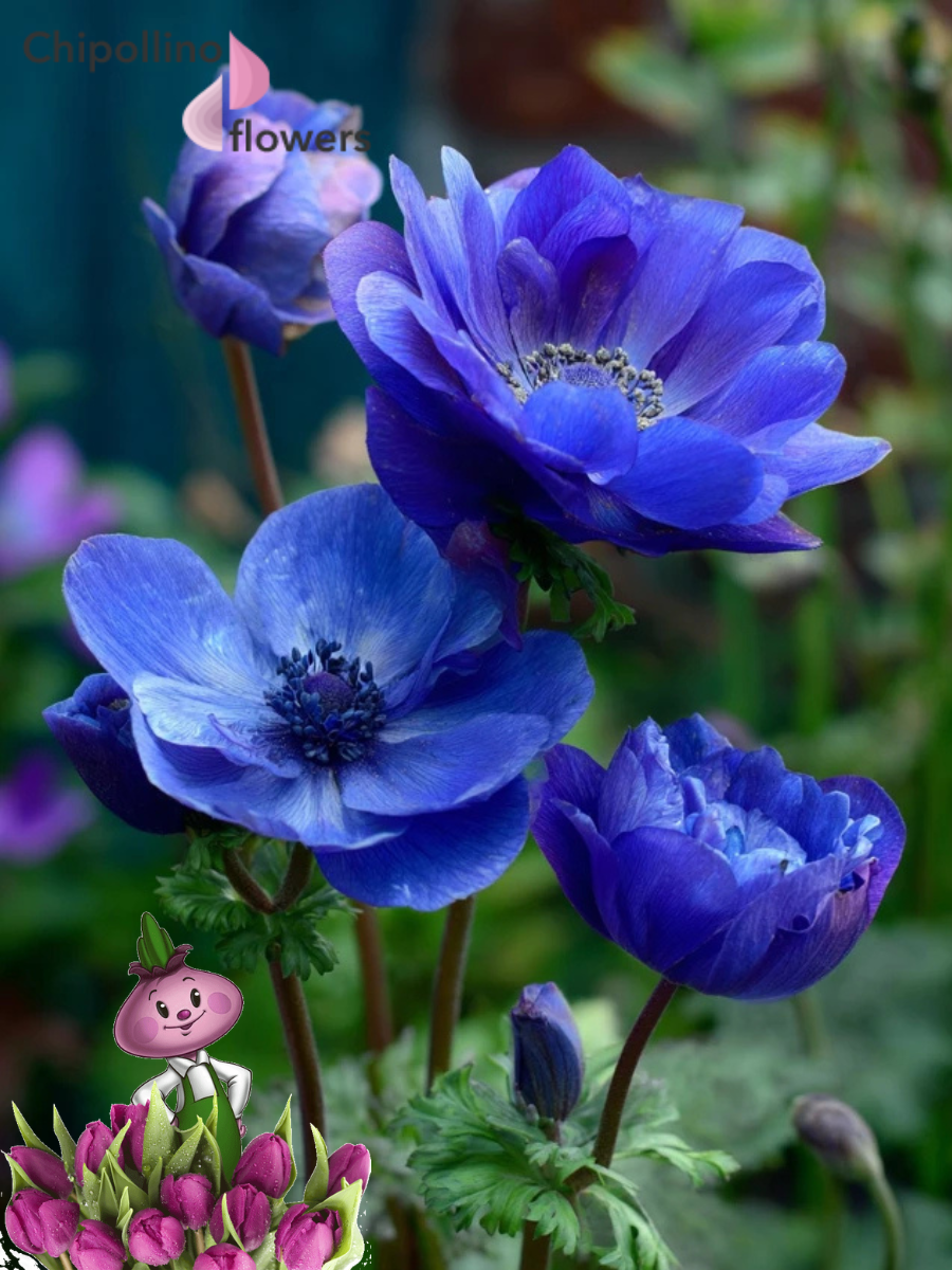 Луковицы цветов, chipollino flowers, TWIN Анемоны LORD LIEUTENANT 5 шт\ MR FOKKER 5 шт(10 луковиц)