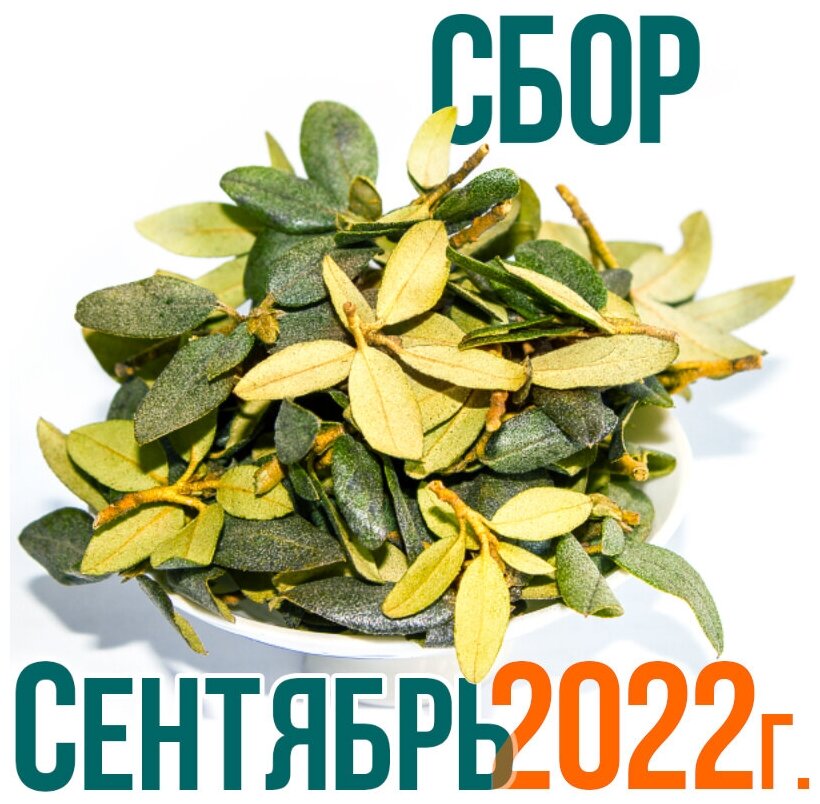 Саган Дайля. Свежий сбор - сентябрь 2022г. (100 г.)