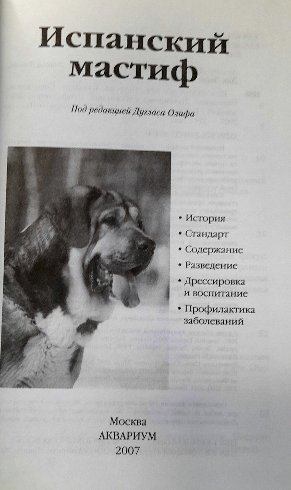 Испанский мастиф. Олиф. — фото 1