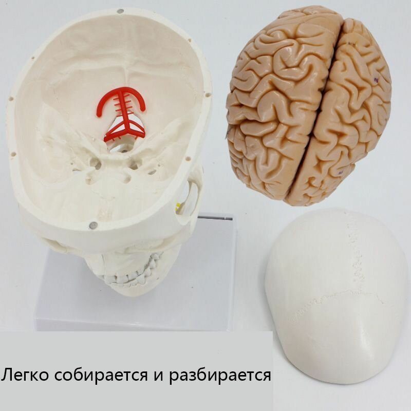 Анатомическая модель — фото 1
