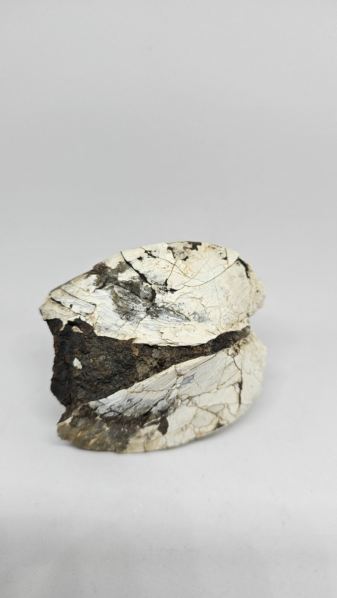 Окаменелый моллюск "Arcicardium", Керченский Железорудный бассейн, окаменелость